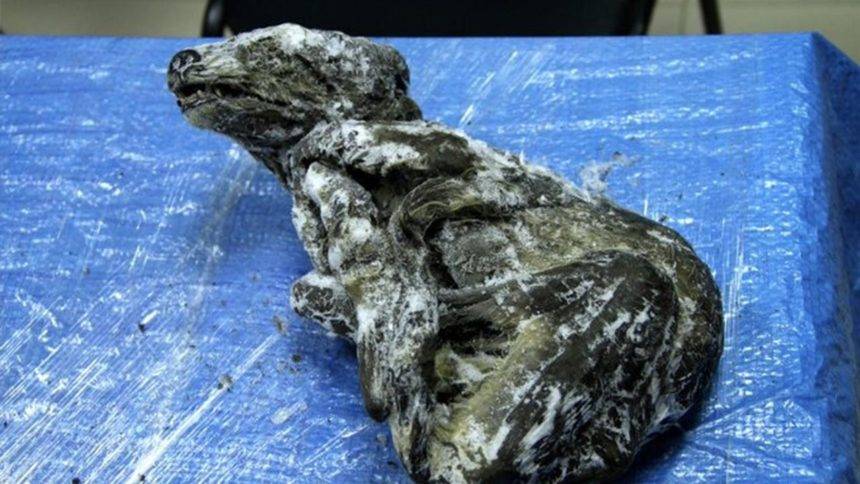 Dogor Puppy: The 18000-Year-Old Frozen Puppy Dog Found near Indigirka ...